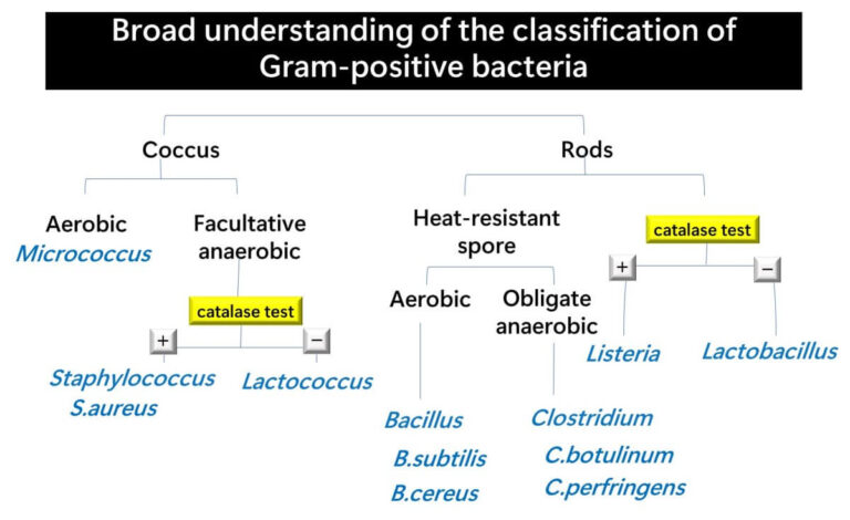 Organising Gram-Negative and Gram-Positive Bacteria: A Guide for Food ...