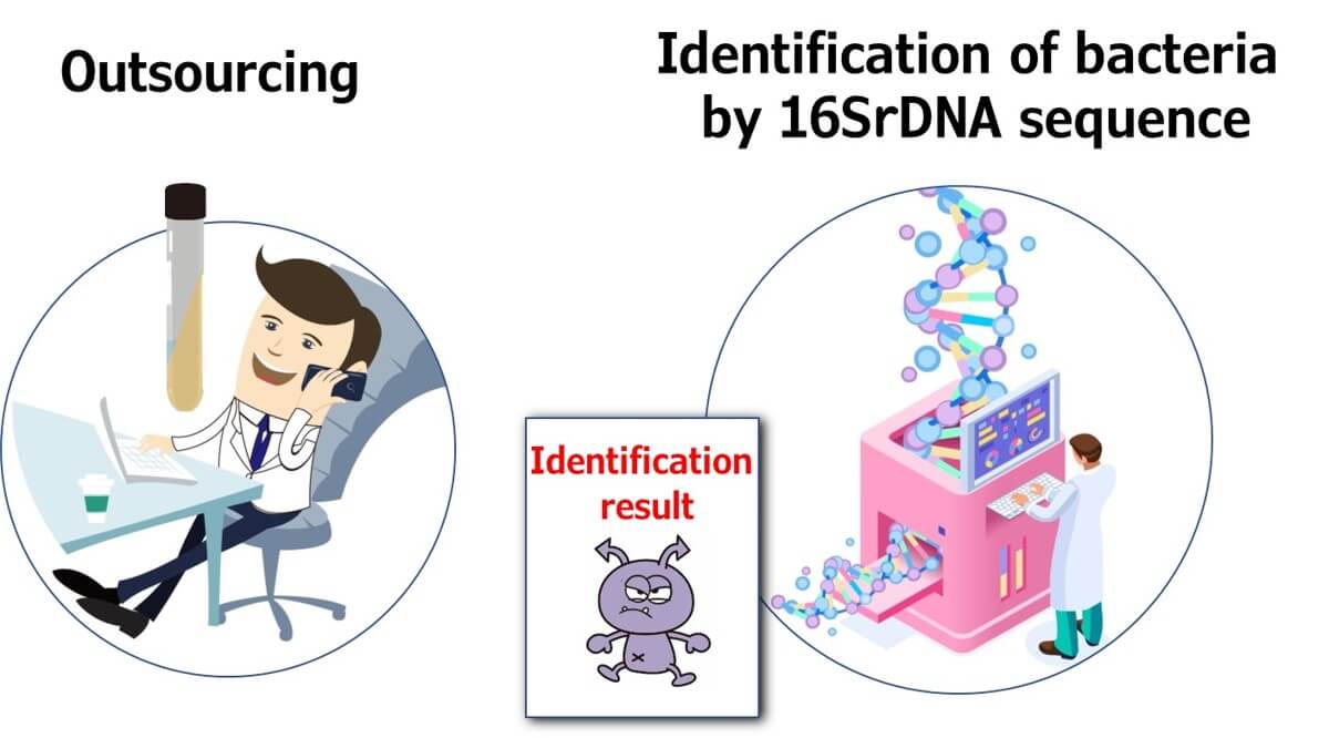 Organising Gram-Negative and Gram-Positive Bacteria: A Guide for Food ...