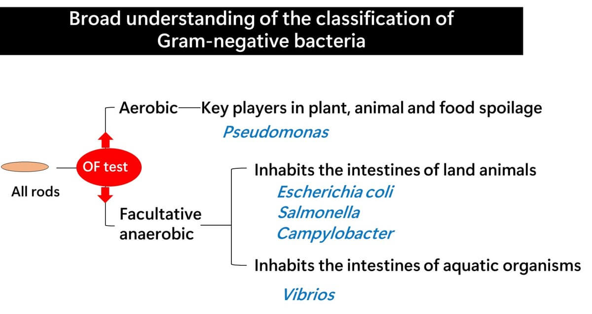 Mastering the OF Test: A Guide to Understanding Gram-Negative Bacteria ...
