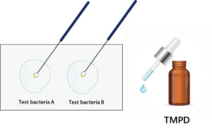 Essential Guide to the Oxidase Test: Key Method for Identifying Gram ...