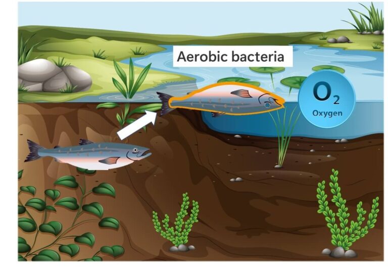 Unlocking the Secrets: How Oxygen Impacts Microbial Growth - A Guide ...