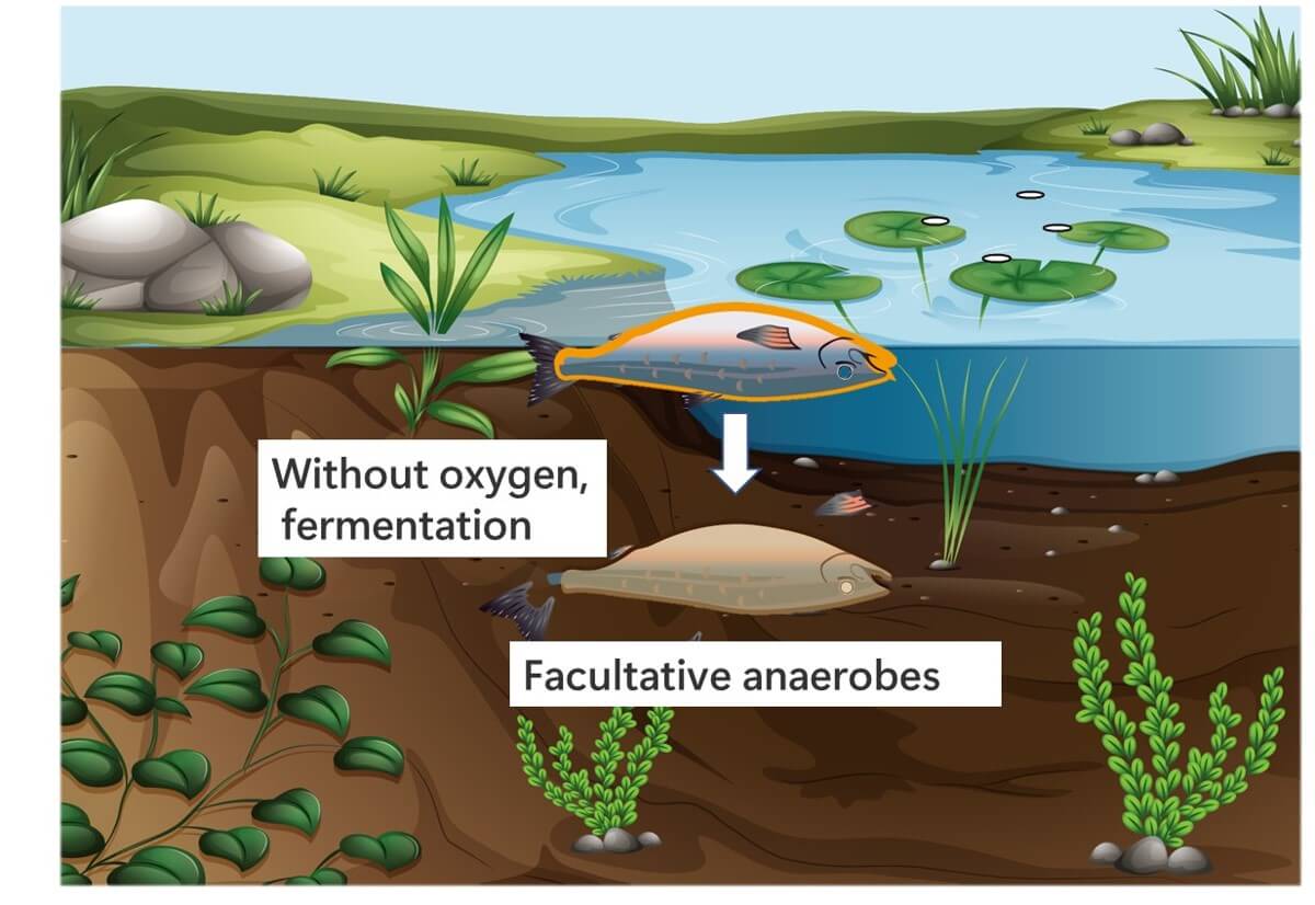 Unlocking the Secrets: How Oxygen Impacts Microbial Growth - A Guide ...