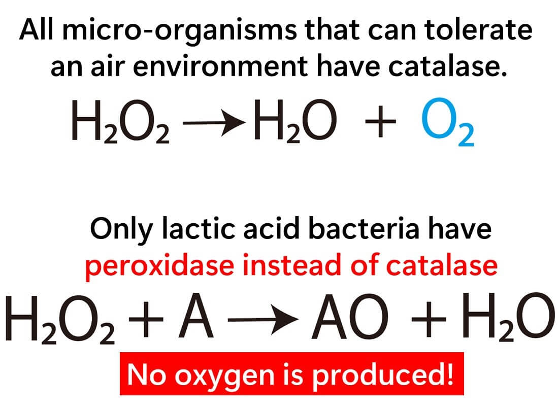Using the Catalase Test to Identify Lactic Acid Bacteria among Gram ...