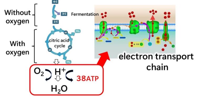 Essential Guide to the Oxidase Test: Key Method for Identifying Gram ...