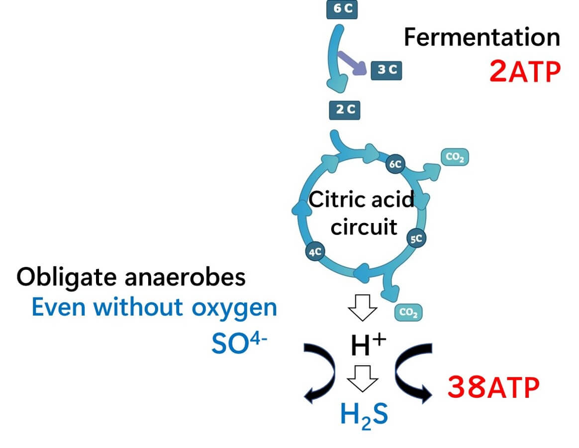 Unlocking the Secrets: How Oxygen Impacts Microbial Growth - A Guide ...