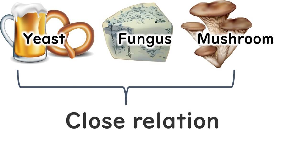 Yeast and Mold: Evolutionary Stagnation and Significance in Food Microbiology | Introduction to ...