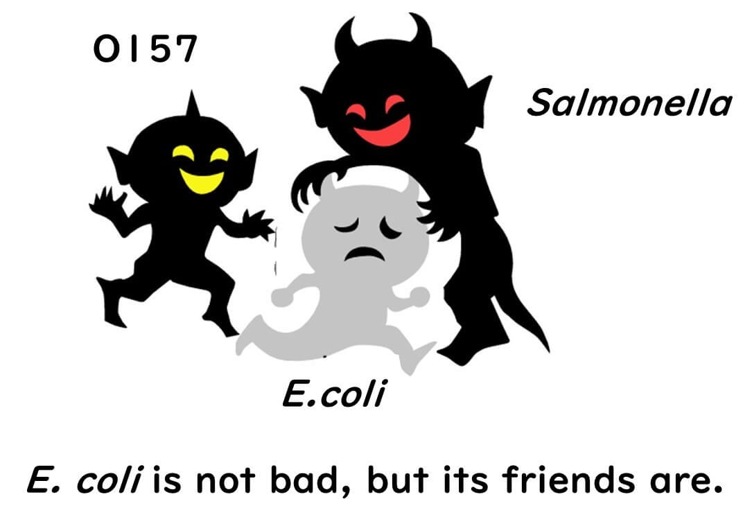 Understanding E Coli And Coliform Bacteria Key Differences Roles And Their Significance In