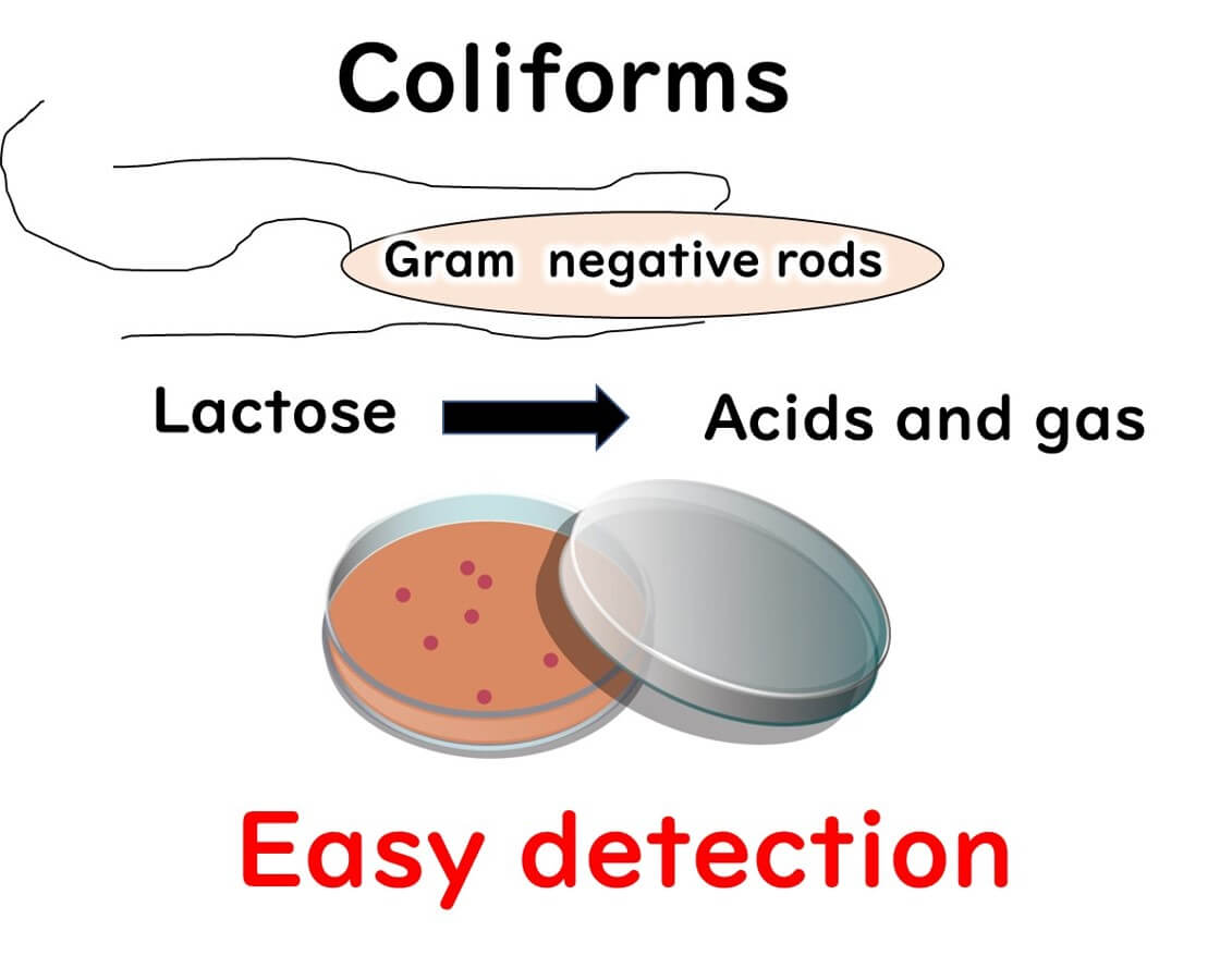 Understanding E Coli And Coliform Bacteria Key Differences Roles And Their Significance In