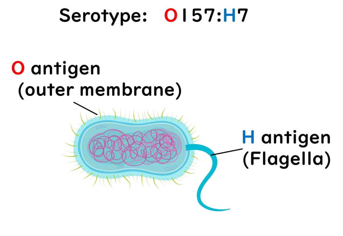 Uncovering Shiga-toxin-producing Escherichia coli (STEC): Infection ...
