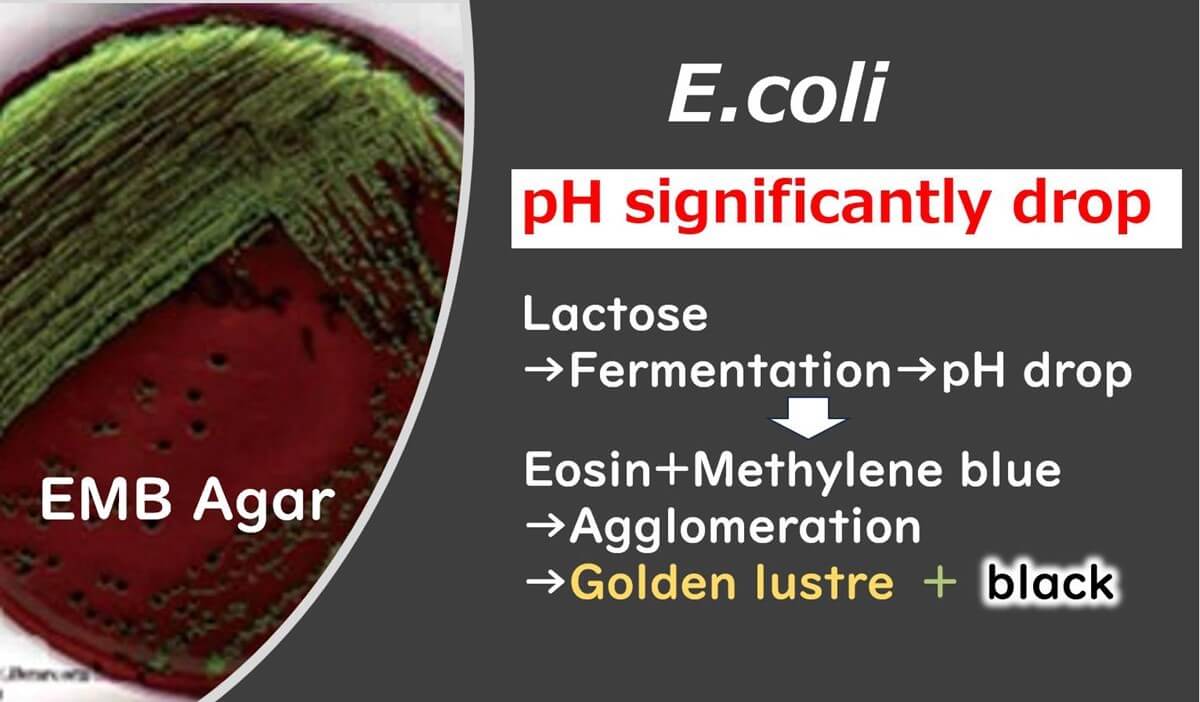 Uncovering Shiga-toxin-producing Escherichia coli (STEC): Infection ...