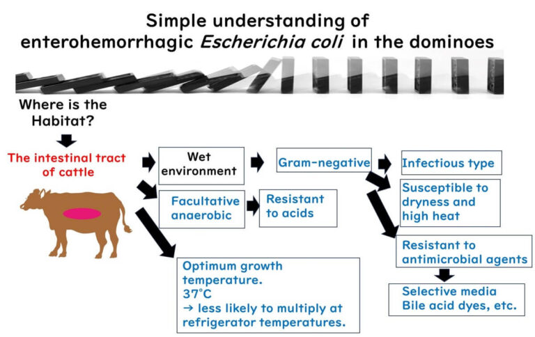Uncovering Shiga-toxin-producing Escherichia coli (STEC): Infection ...