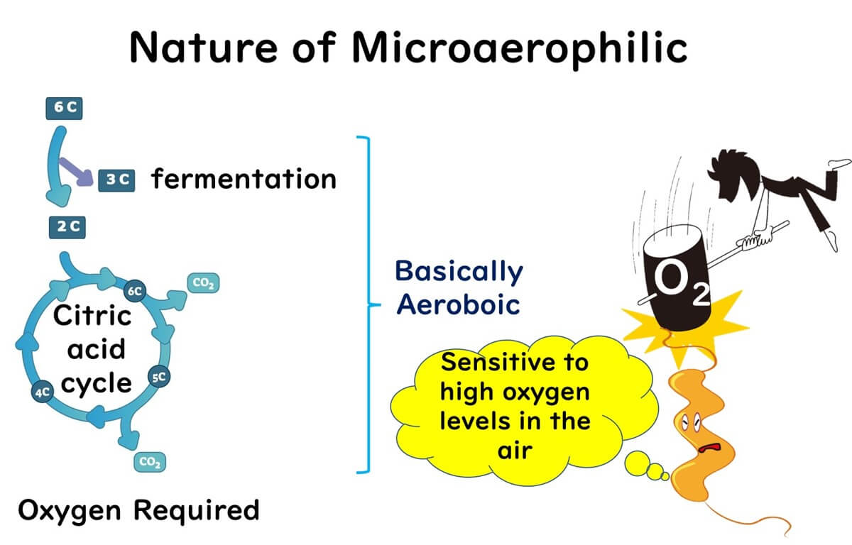 Understanding Campylobacter: Food Poisoning Risks and Prevention Tips ...