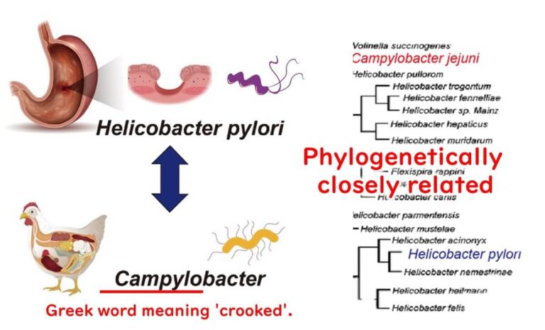 Understanding Campylobacter: Food Poisoning Risks and Prevention Tips ...