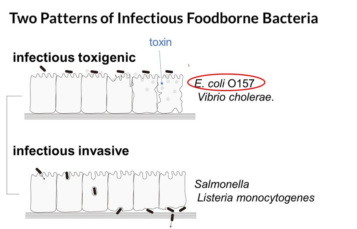 Uncovering Shiga-toxin-producing Escherichia coli (STEC): Infection ...