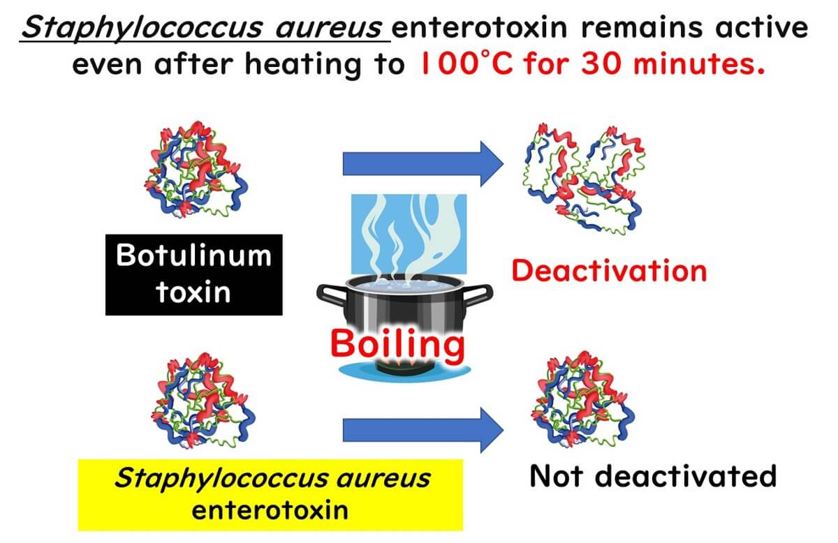 Staphylococcus aureus: From Skin Infections to Heat-Resistant Food ...