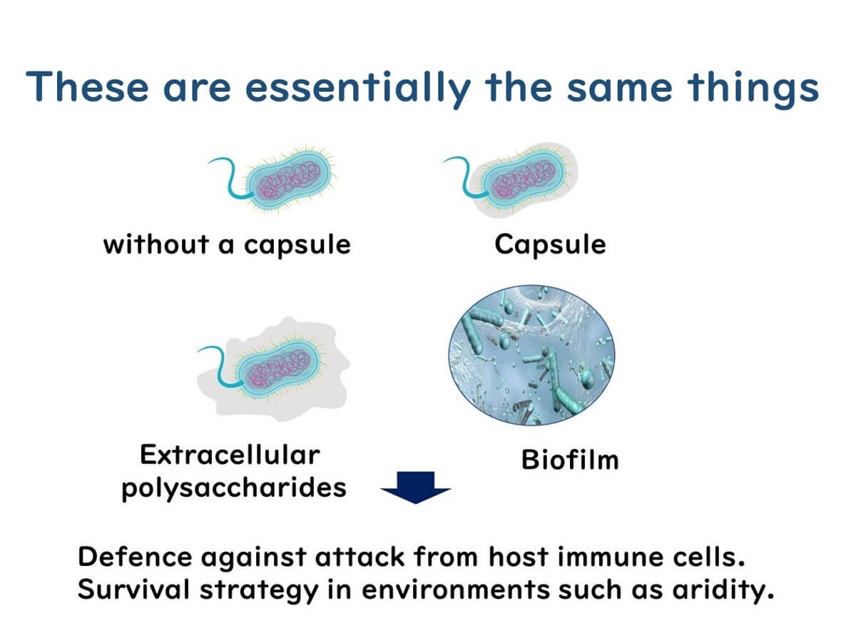 Understanding Cronobacter sakazakii: Risks, Prevention, and Safe ...