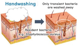 The Science of Handwashing: Removing Transient Bacteria vs. Managing ...