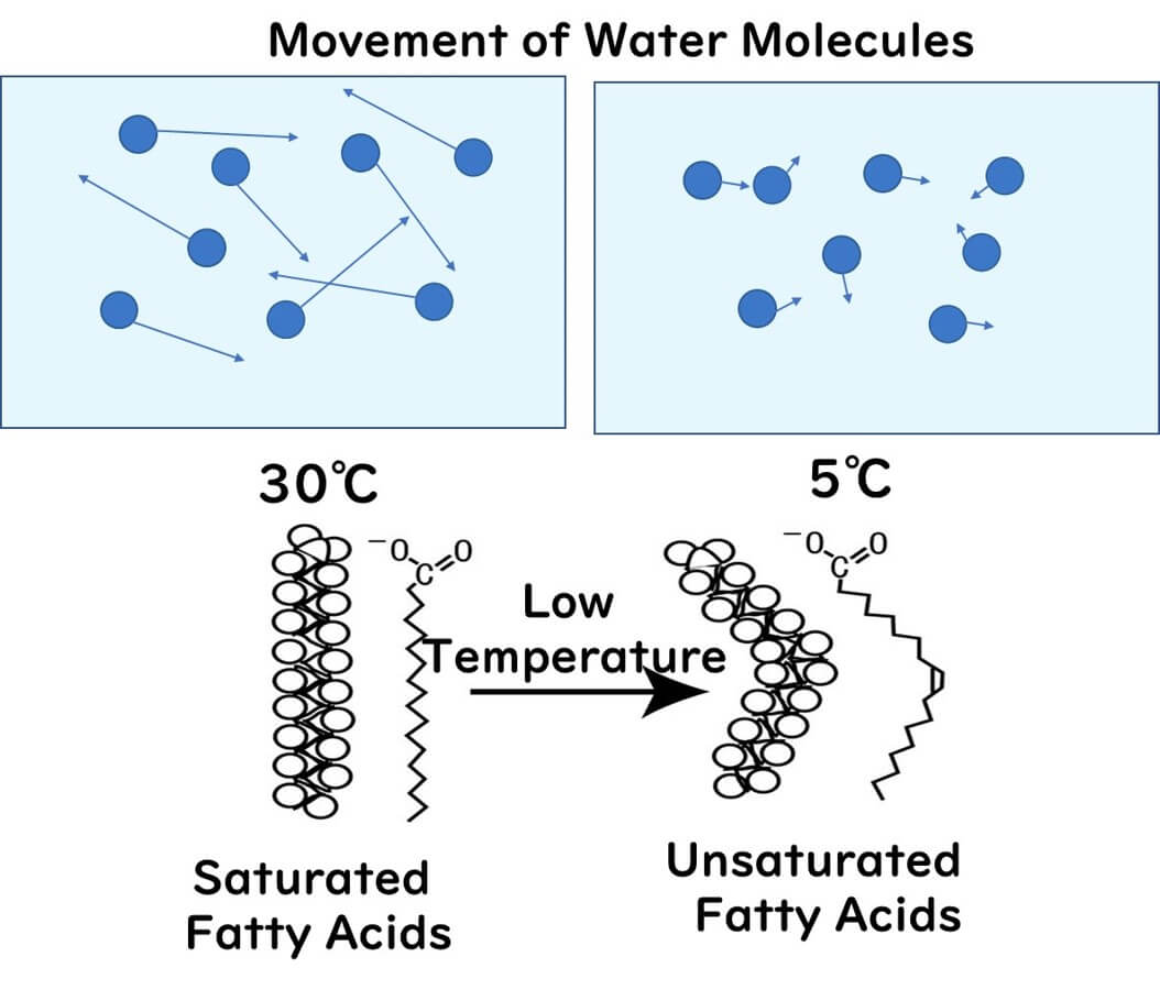Microbial Growth and Temperature: Key Insights for Food Safety ...