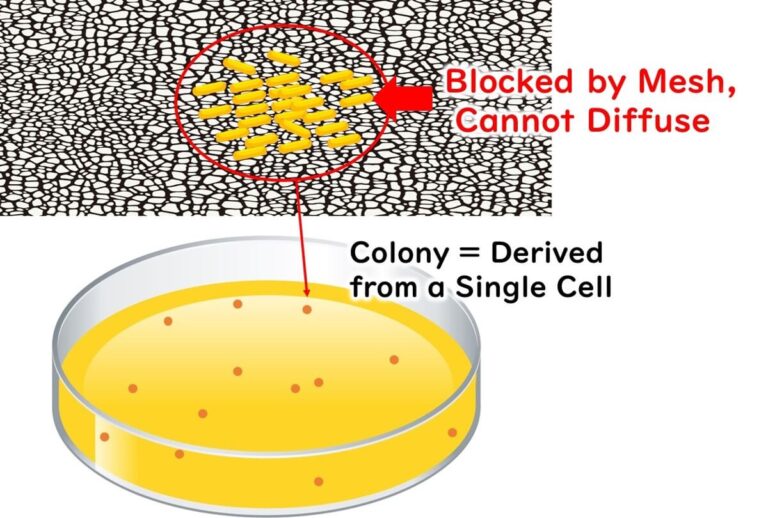 Standard Plate Count: A Beginner's Guide to Measuring Bacteria in Food ...