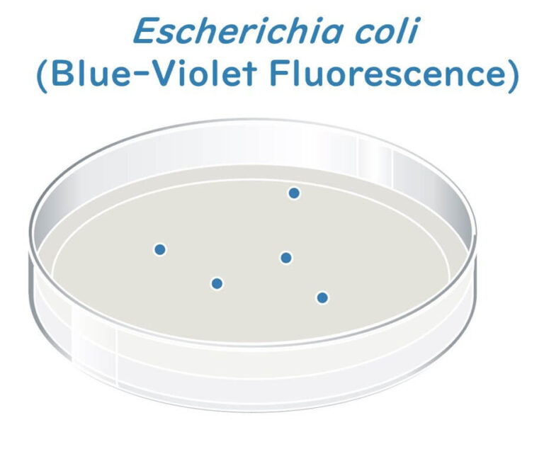 For beginners: the ISO method for E. coli testing on enzyme substrate ...