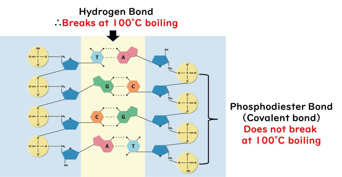 What is PCR? Basics, Process, and Applications in Food Microbiology ...