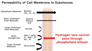 How pH Influences Microbial Growth and Organic Acids as Antimicrobials ...