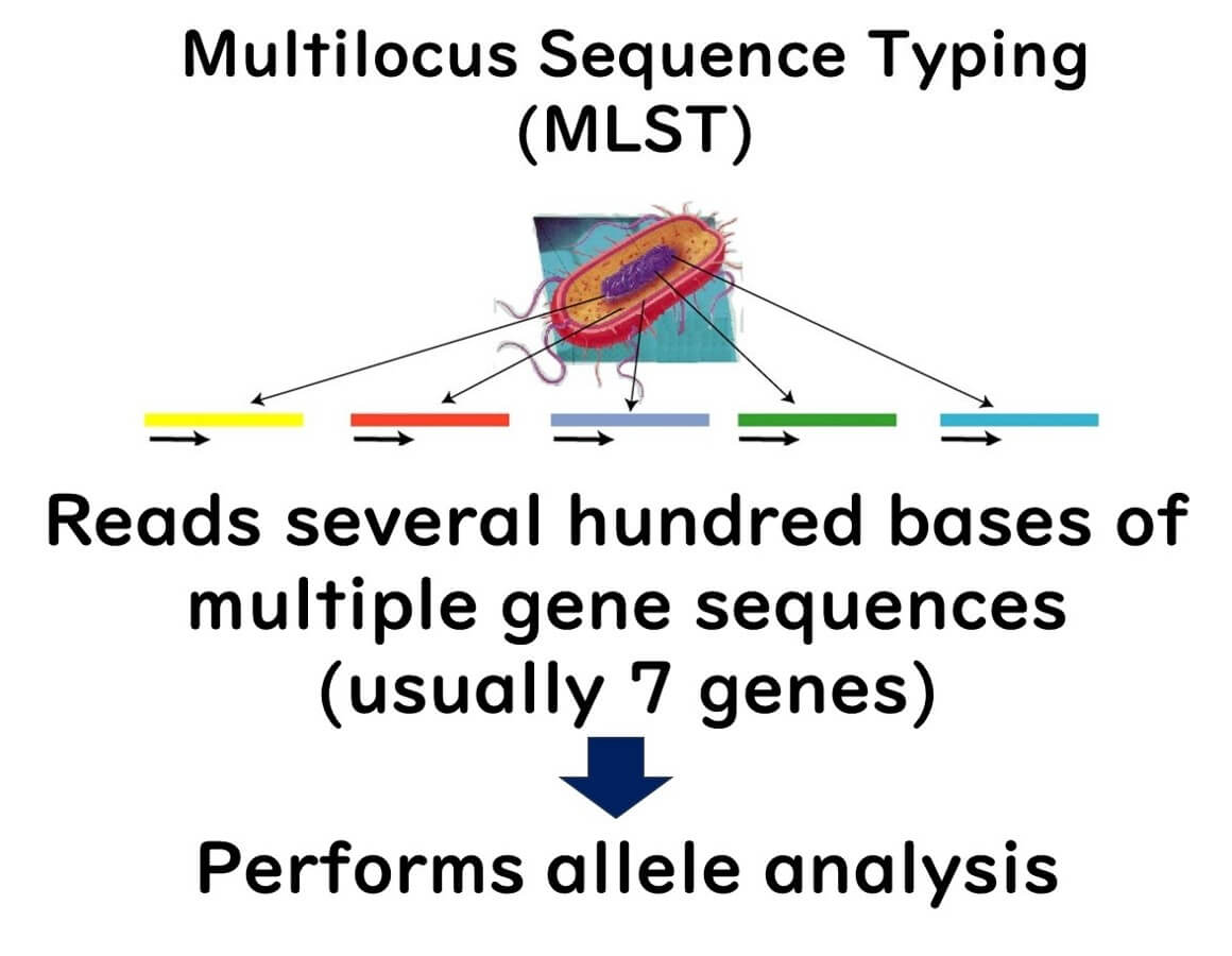 Bacterial Strain Typing: PFGE, MLST, and MLVA in Molecular Epidemiology ...