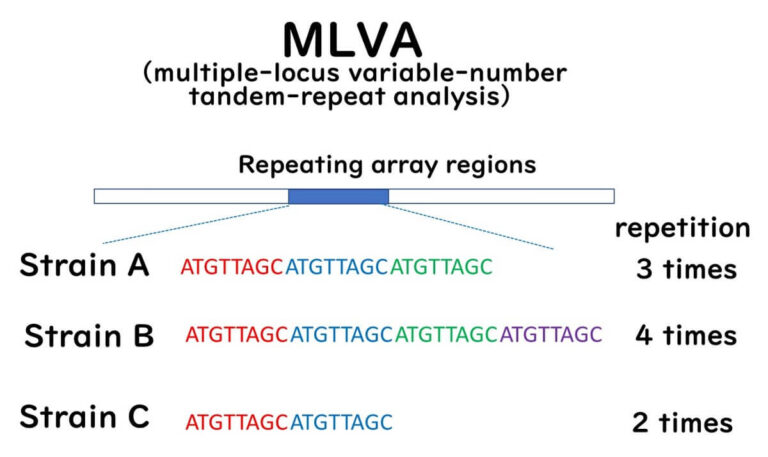 Bacterial Strain Typing: PFGE, MLST, and MLVA in Molecular Epidemiology ...