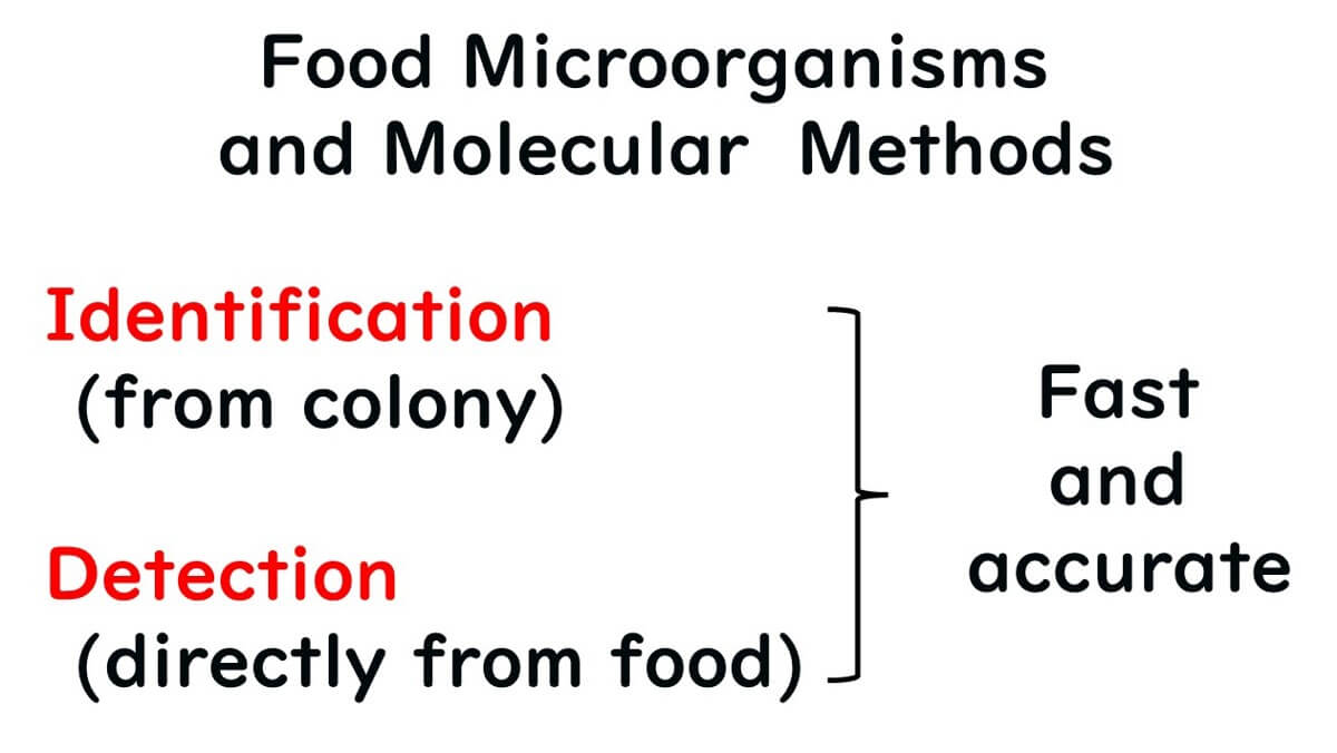 Streamlined Molecular Methods for Microbial Identification: A Practical ...