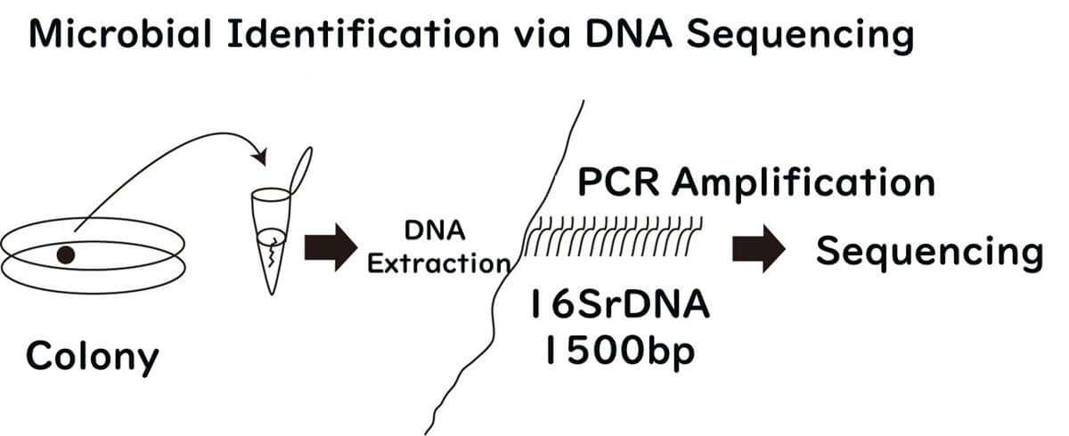 Streamlined Molecular Methods for Microbial Identification: A Practical ...