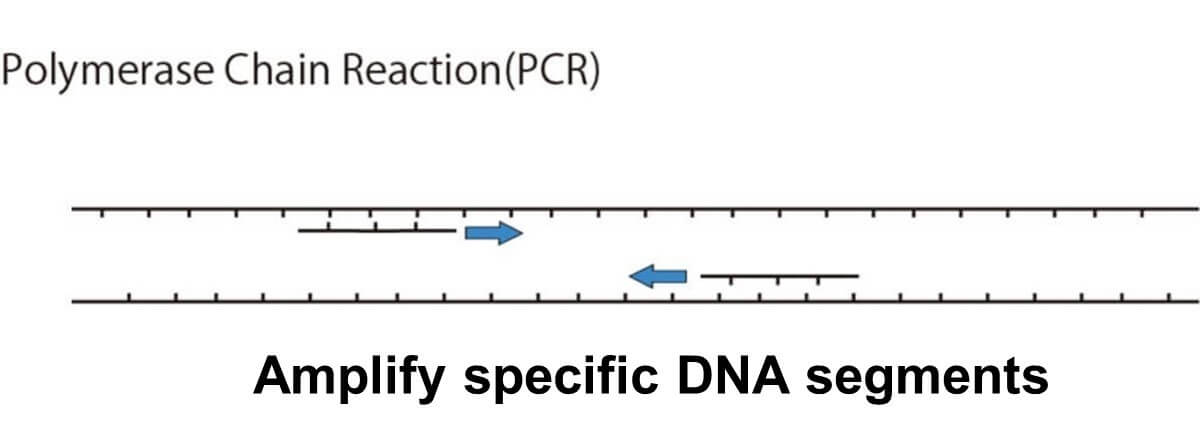 What is PCR? Basics, Process, and Applications in Food Microbiology ...