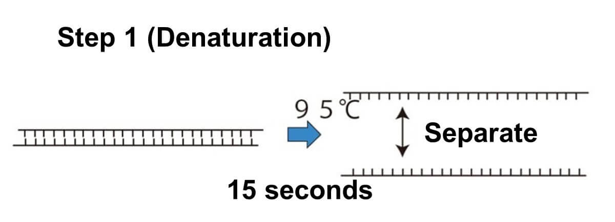 What is PCR? Basics, Process, and Applications in Food Microbiology ...