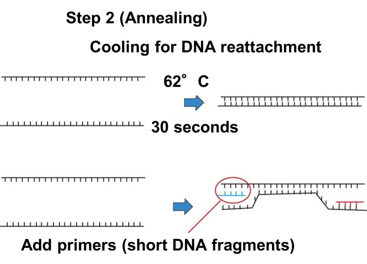 What is PCR? Basics, Process, and Applications in Food Microbiology ...