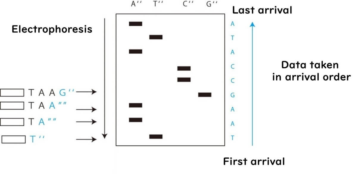 DNA Sequencing in Food Microbiology: Principles and Applications ...